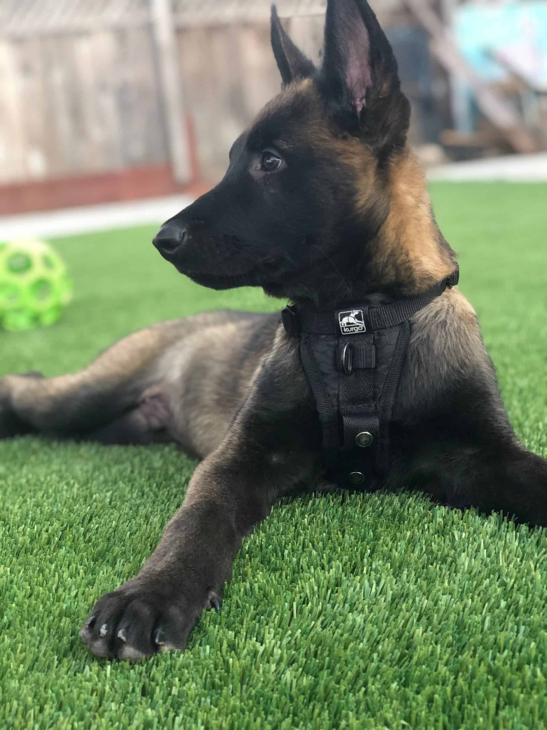 Home | Black Hills K9