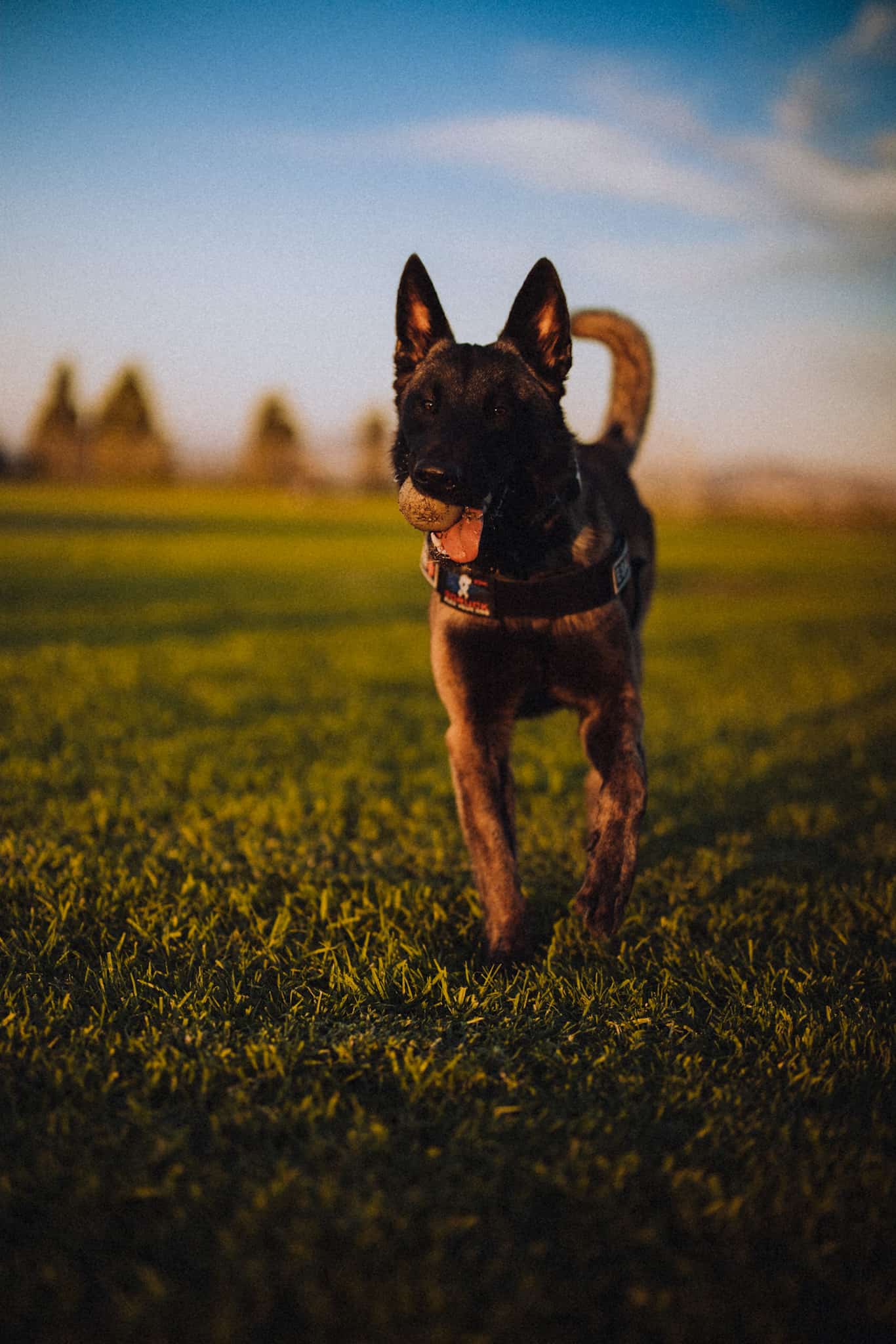 Working Dog Training | Black Hills K9