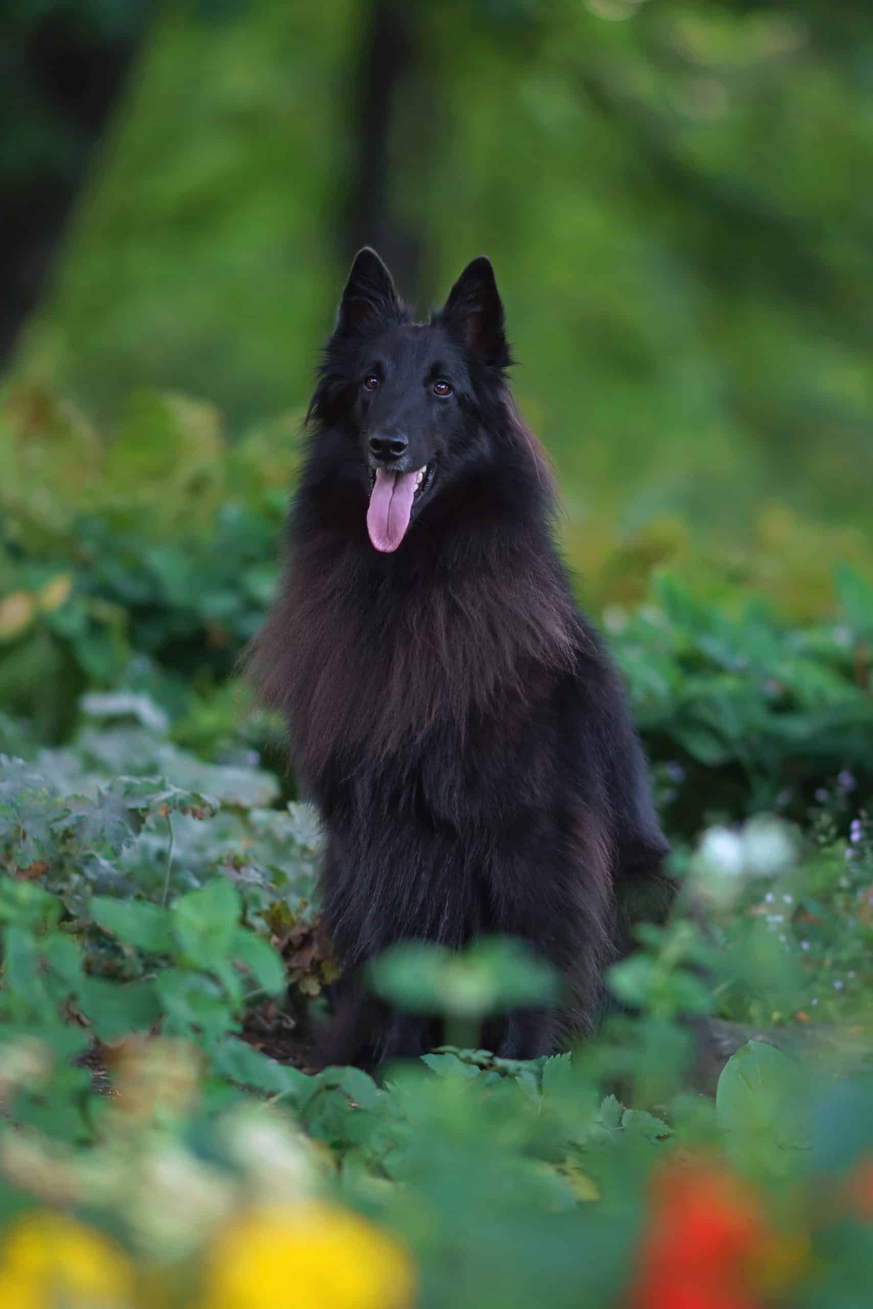 8 Of The Best Detection Dog Breeds | Black Hills K9