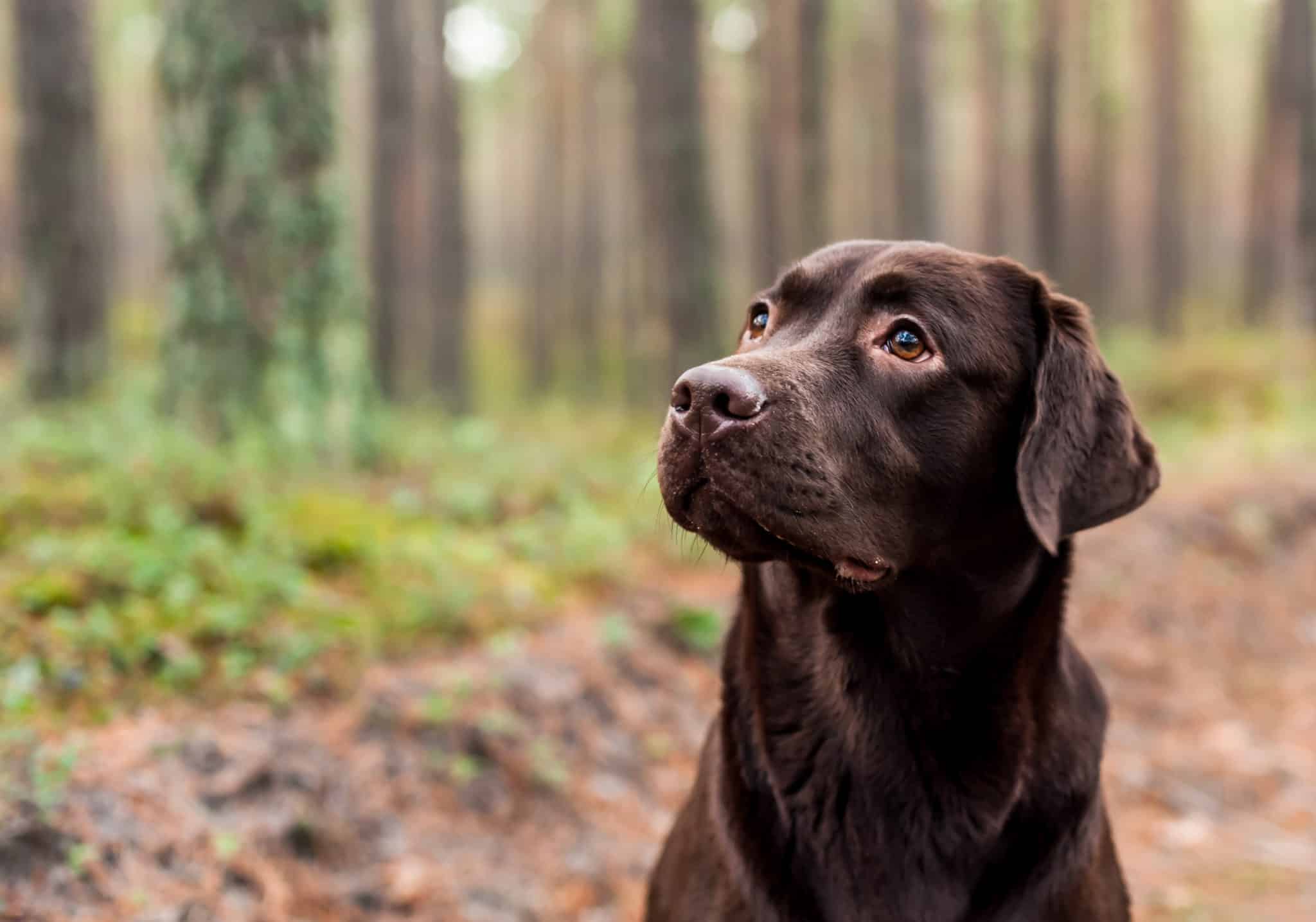 8 Of The Best Detection Dog Breeds | Black Hills K9