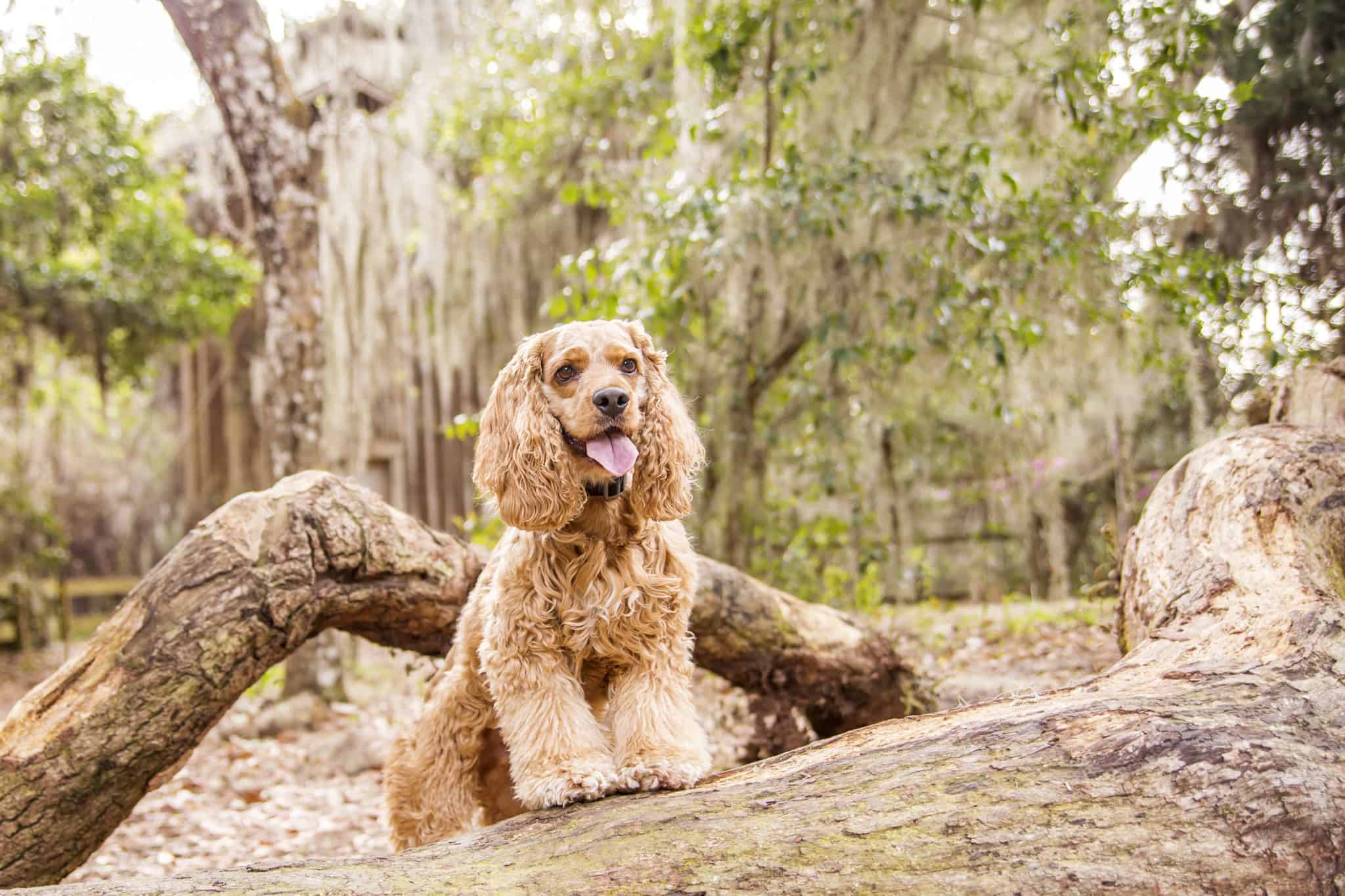 8 Of The Best Detection Dog Breeds | Black Hills K9