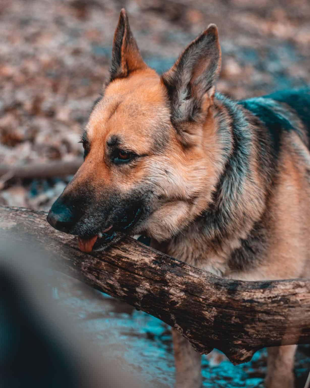 8 Of The Best Detection Dog Breeds | Black Hills K9
