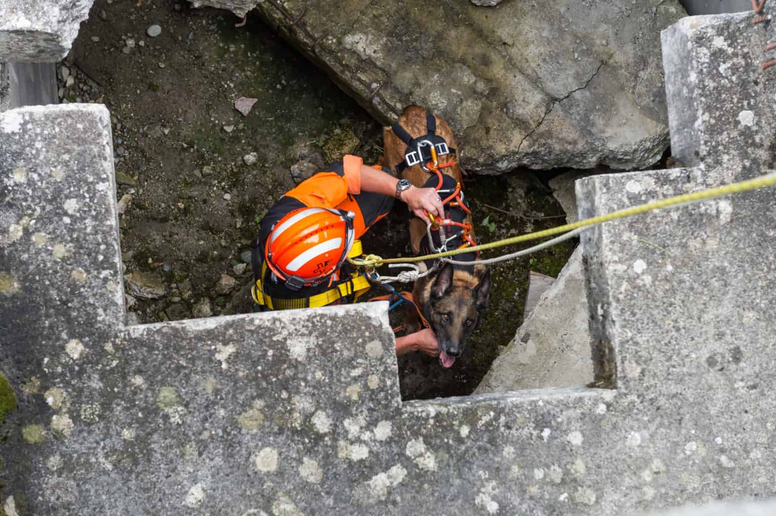 The Ultimate Guide to Cadaver Dogs | Black Hills K9