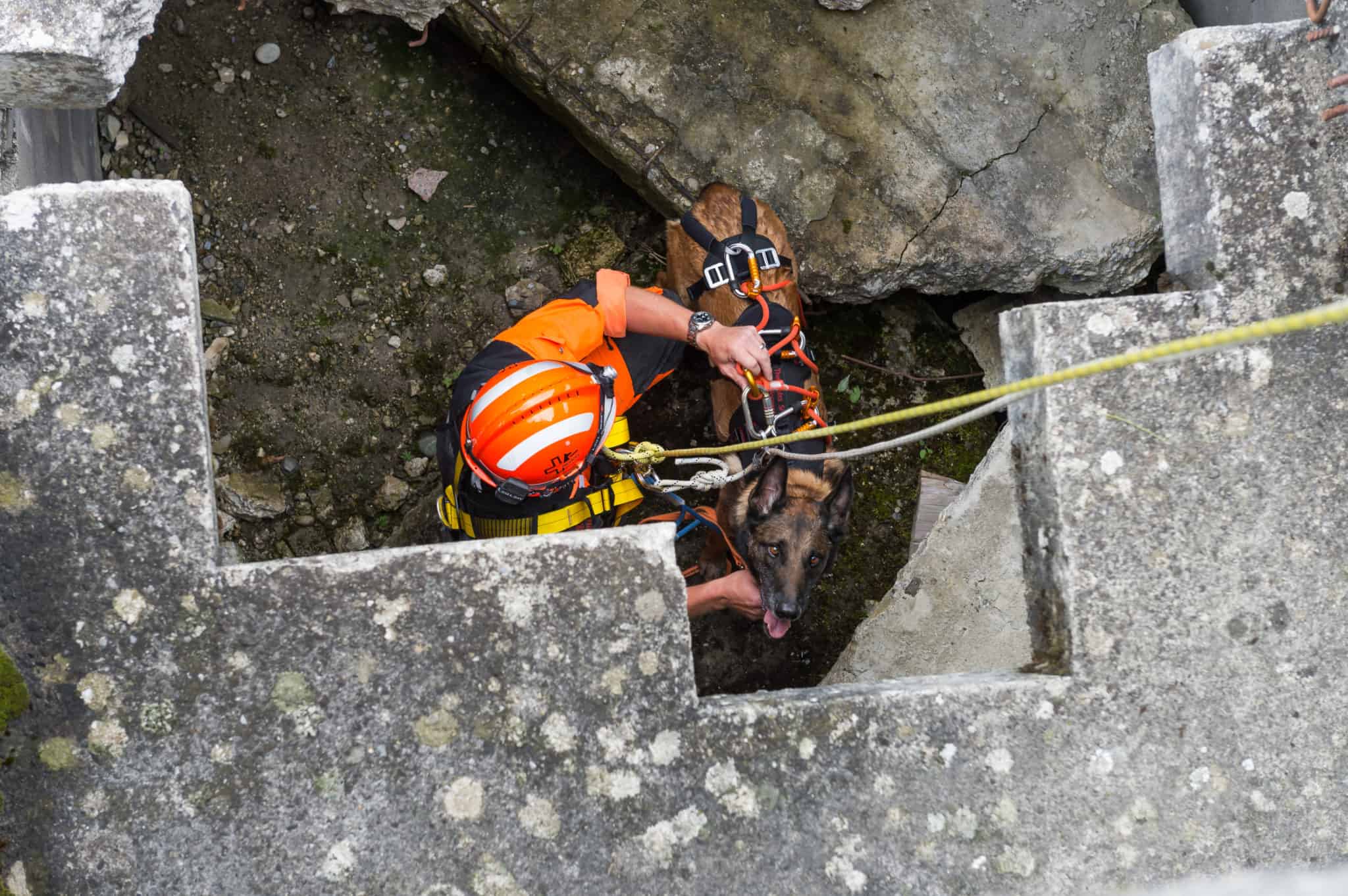 The Ultimate Guide to Cadaver Dogs | Black Hills K9