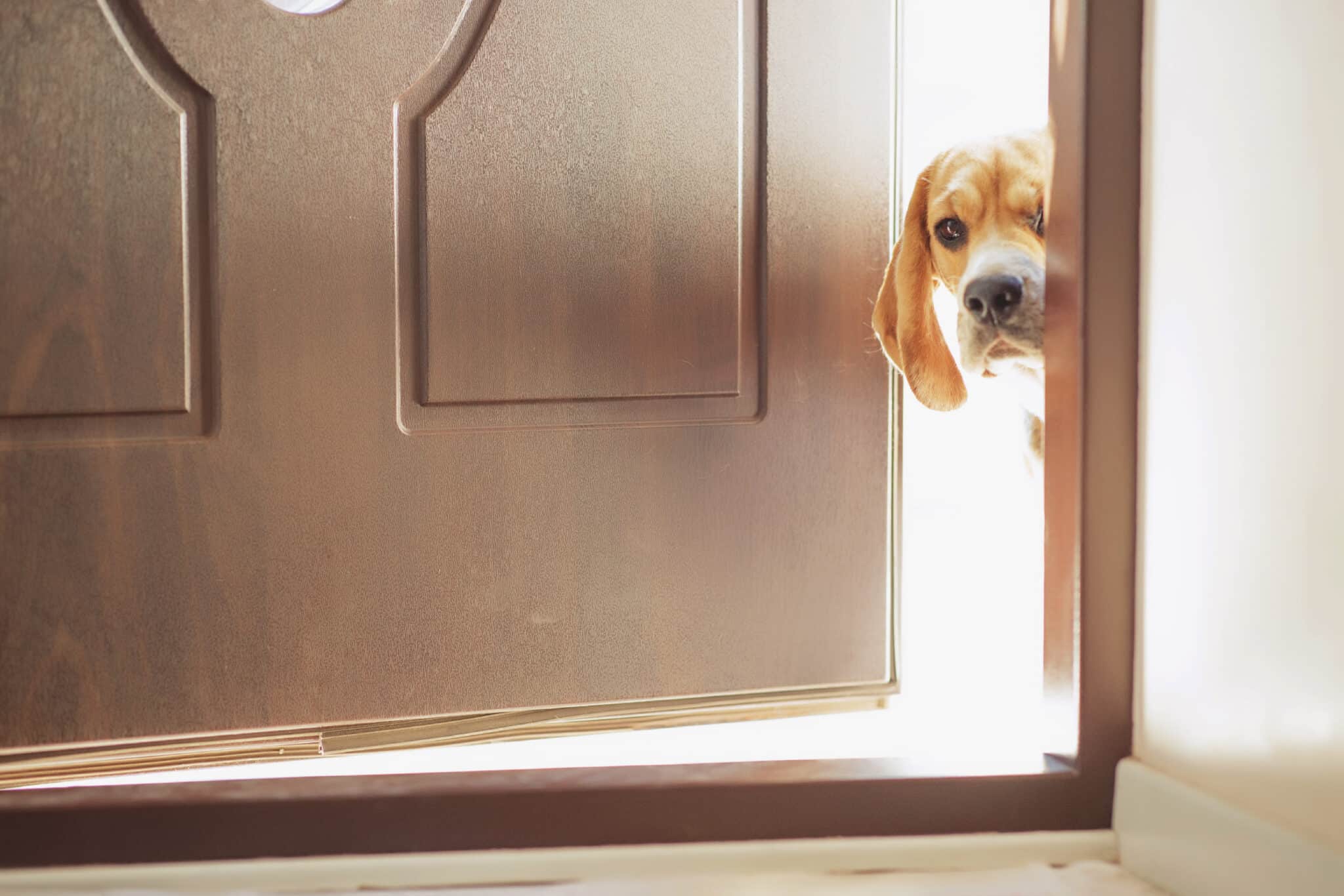How To Manage Dogs When Guests Are Visiting | Black Hills K9